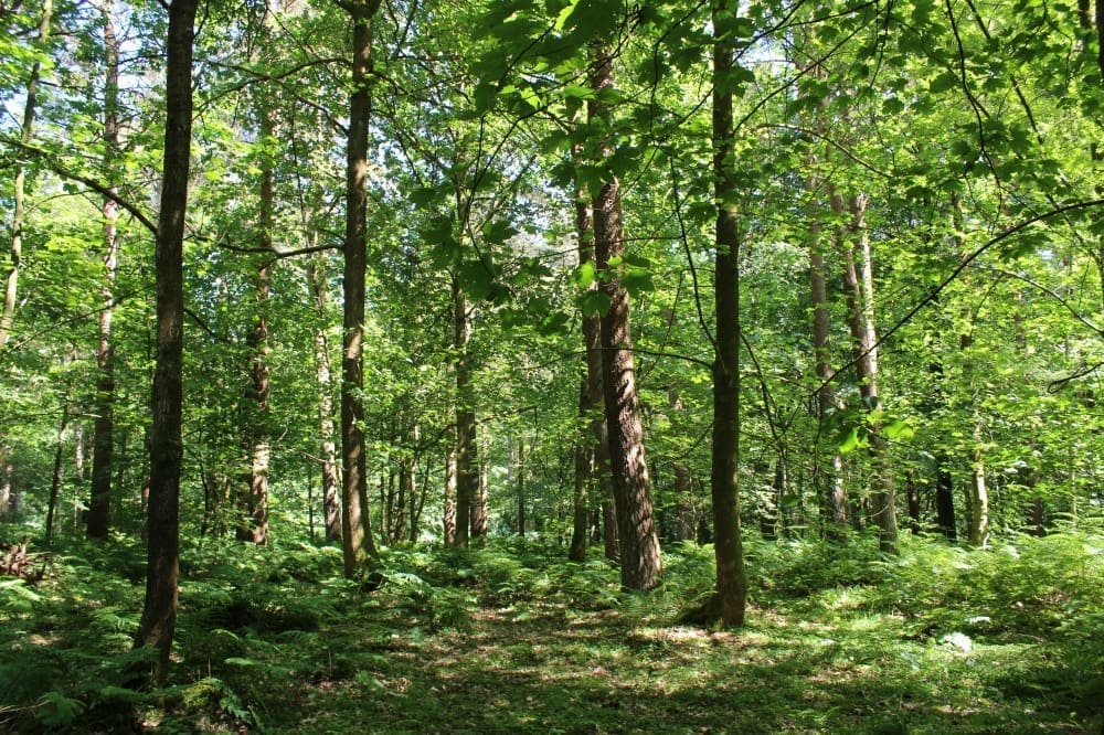Forest Bathing Session (Shinrin-Yoku), Westerham| Club Hub UK